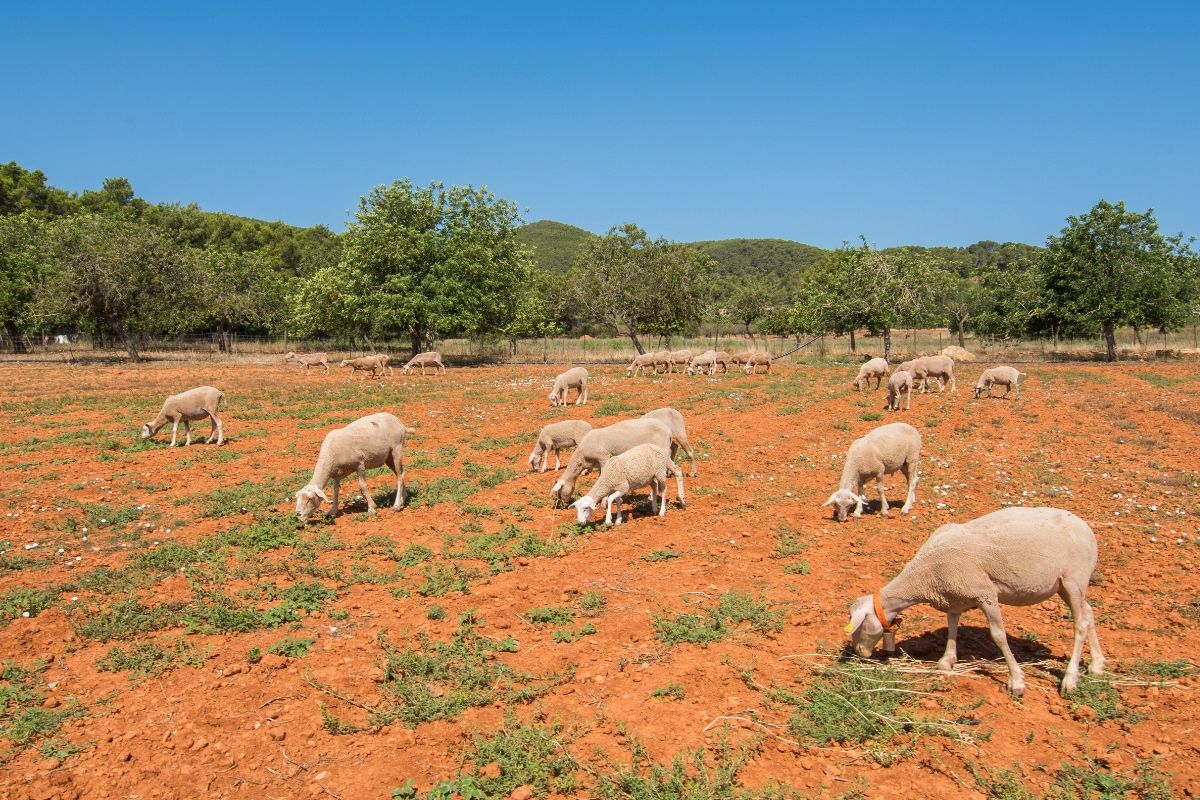 Ovejas-pastando - Hiper Centro